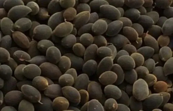 TAMARIND-ICHEKU-AWIN-100G-Afrobuy-40271281_800x.webp?v=1743264239